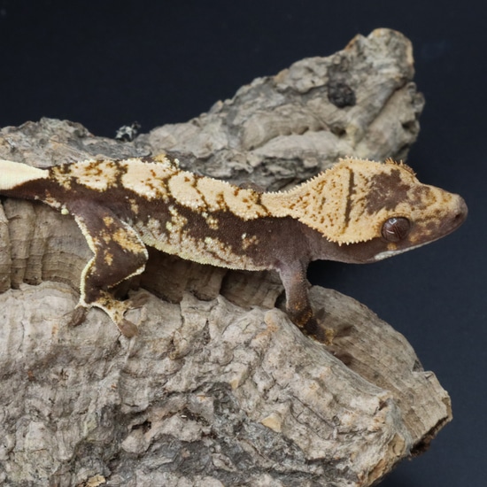 "Salem" Black & White Calocks Lines Crested Gecko by Candie Cresteds & More