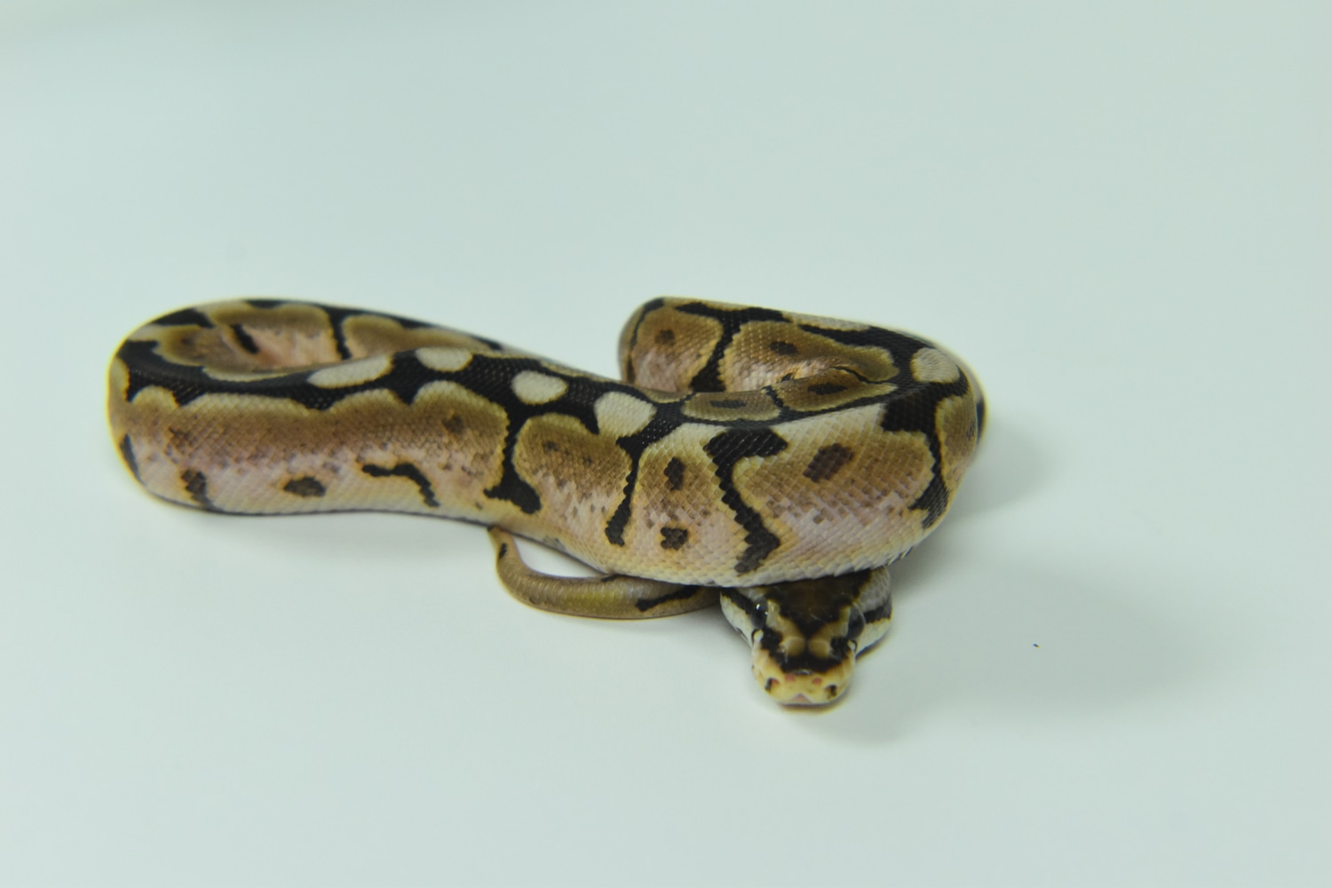 SALE! Female Mojave Cinnabee Poss Het Lavender Albino/Genetic Stripe ...