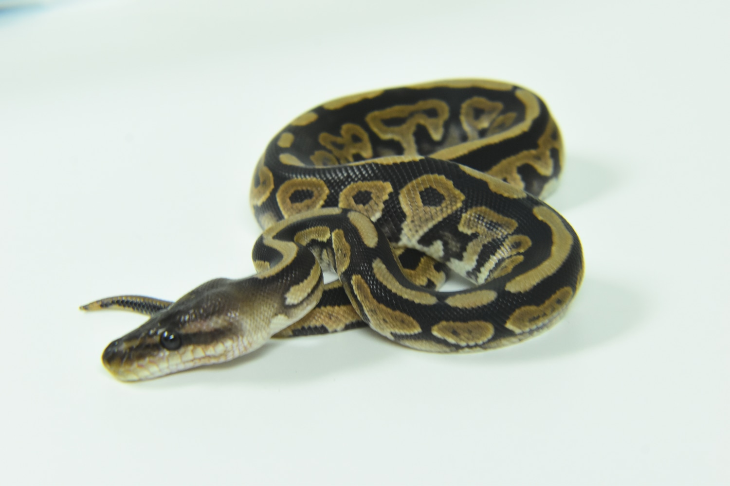 SALE! Female Cinnamon Mojave Poss Het Lavender Albino/Genetic Stripe ...