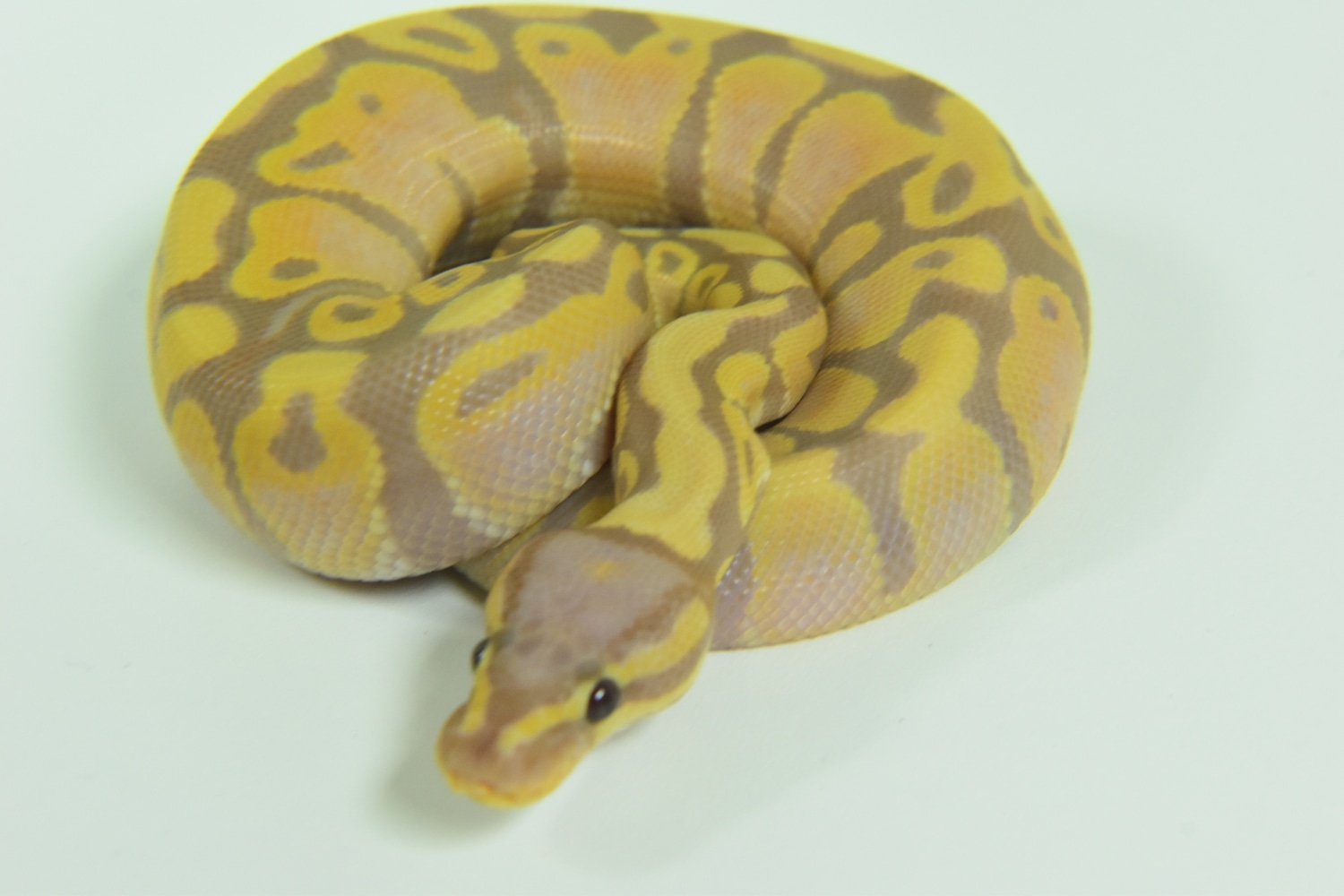 Male Banana Mojave Poss Het Lavender Albino/Genetic Stripe Ball Python ...