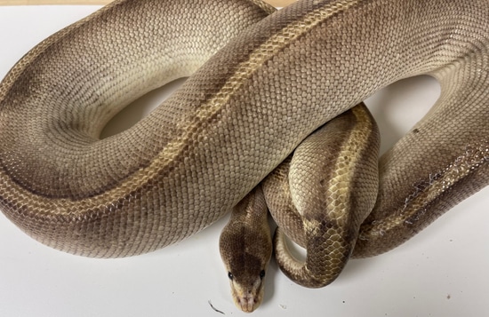 Female Proven Perignon Ball Python by Oregon Serpents