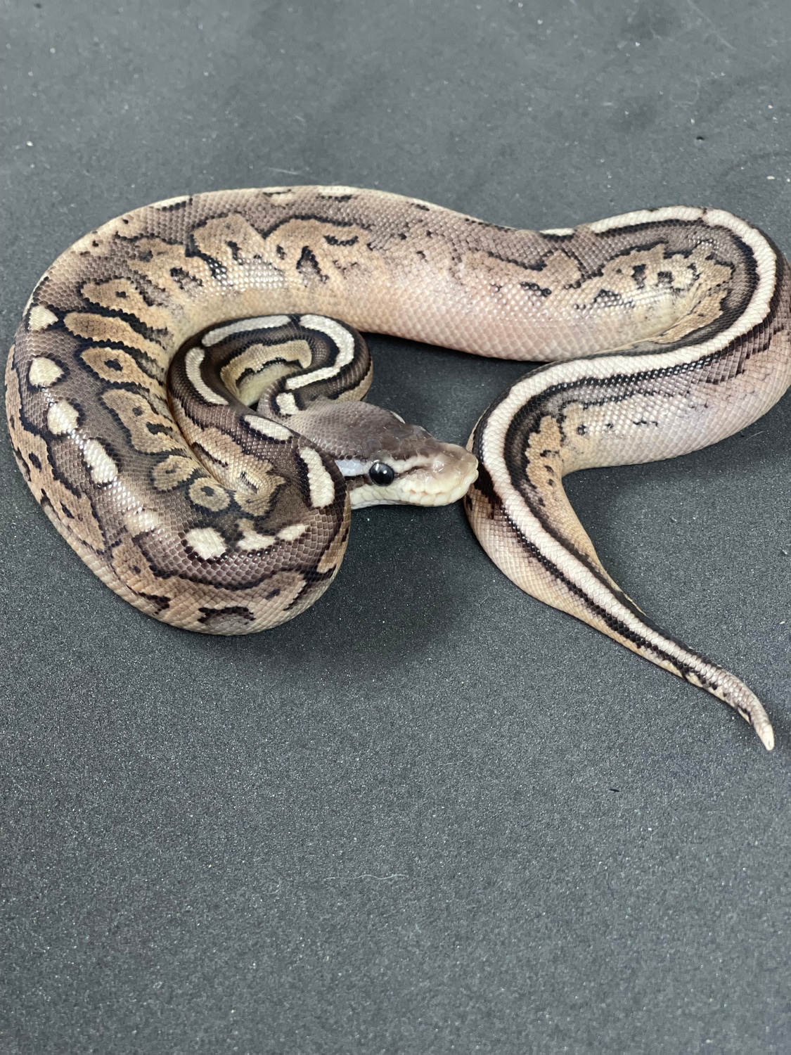 Pewter Pos Het Lavender Albino And Genetic Stripe Ball Python by Oregon ...