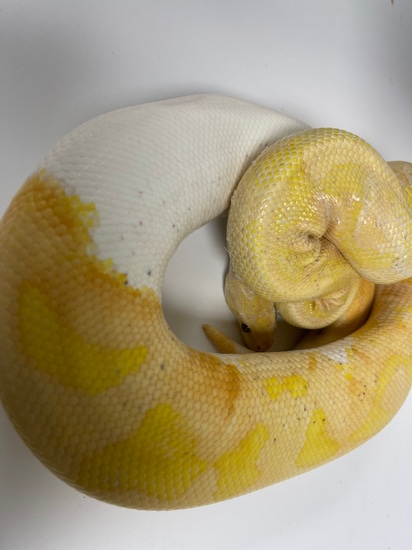 Proven Dreamsicle Free Shipping Ball Python By Oregon Serpents