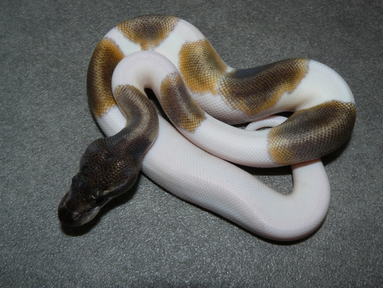 Mojave Ghi Piebald Ball Python by Migranka-Reptiles