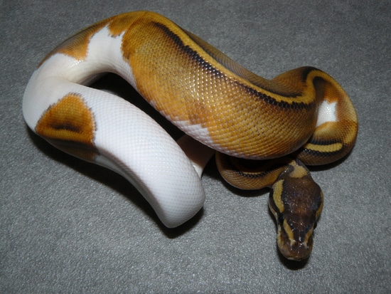 Phantom Piebald Het. Ultramel Ball Python by Migranka-Reptiles