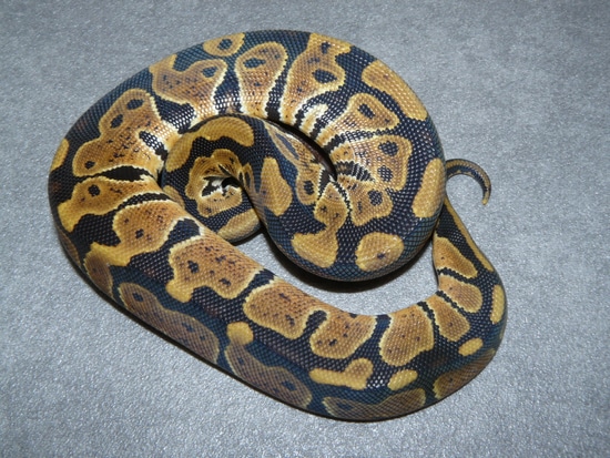 Classic Dh. Ultramel Piebald Ball Python by Migranka-Reptiles