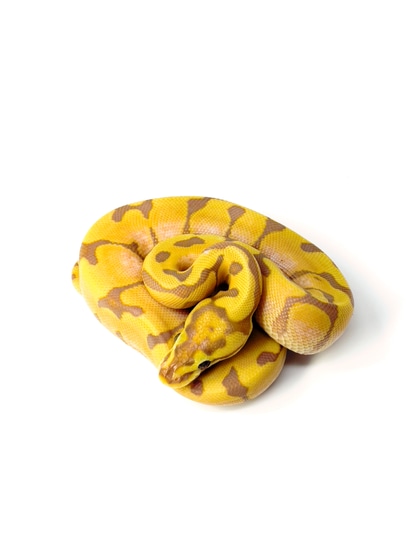 Banana Enchi Spider Ball Python by Miggy’s Morphs