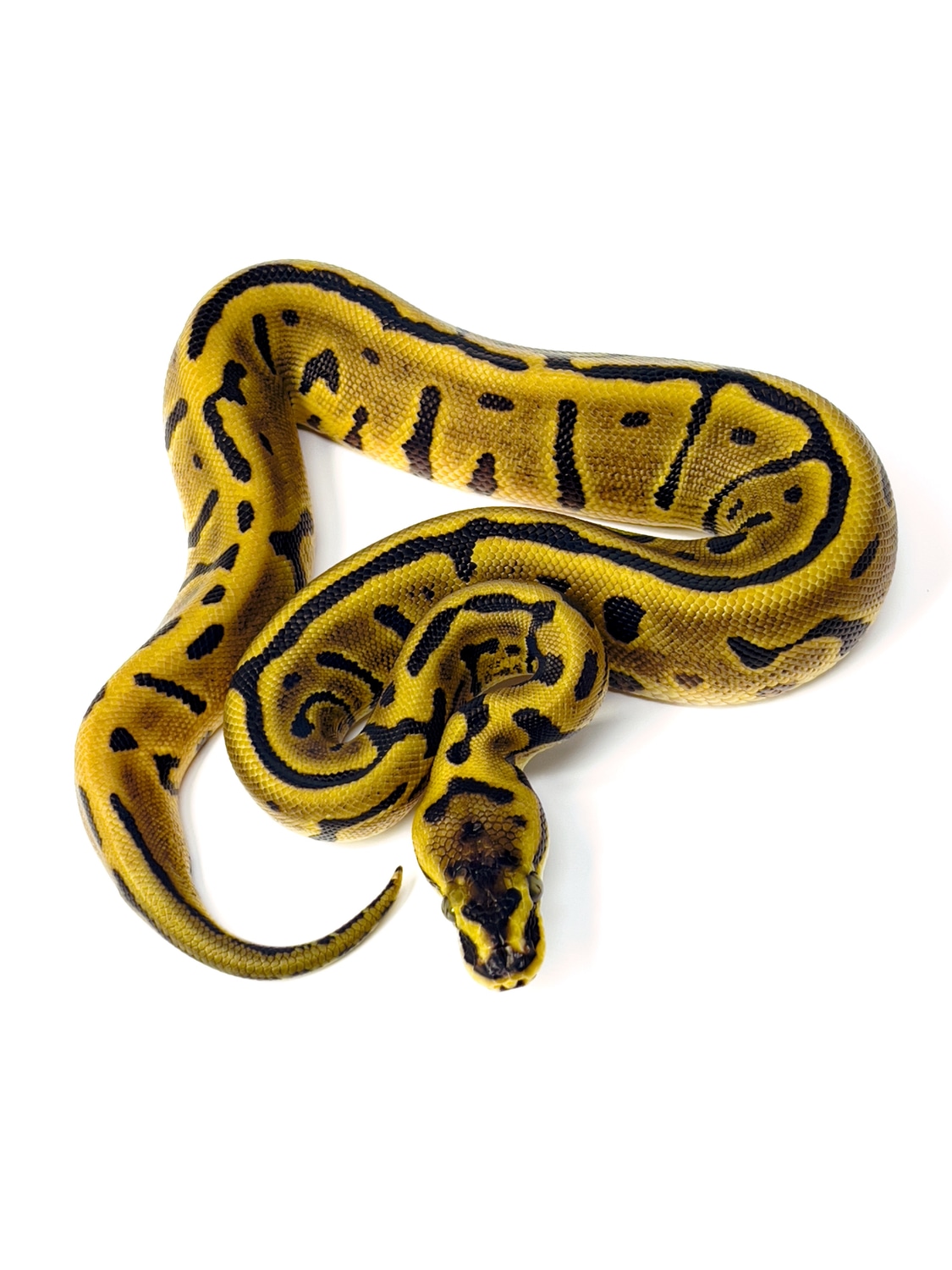 Enchi Leopard Spider Ball Python by Miggy’s Morphs - MorphMarket