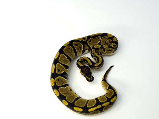 Normal Dbl Het Dramsicle Ball Python by Miggy’s Morphs