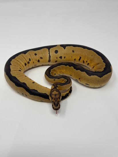 Blade Clown Het Lavender Ball Python by Miggy’s Morphs