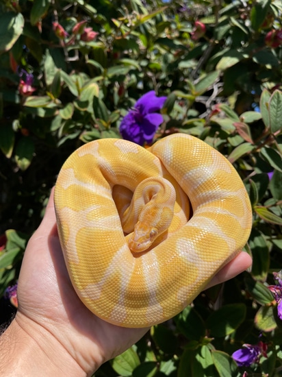 1.2 Holy Grail Trio! *No Reserve Ball Python by Miggy’s Morphs