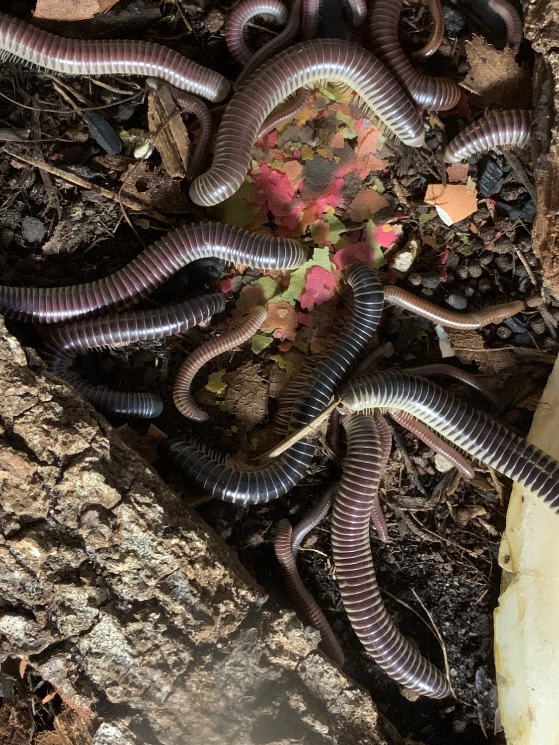 Ivory Millipede by InsectParadise - MorphMarket