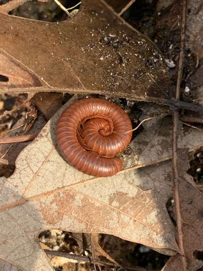 Scarlet Millipedes (Trigoniulus Corallinus) by InsectCentral