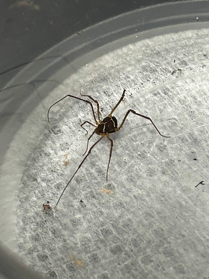 Ornate Harvestmen C. Quadrispinosa CB Spiderlings More Invertebrate by ...