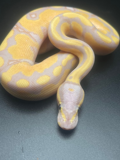 Fire Banana Enchi Het Pied Ball Python by Python Palz