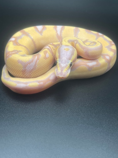 Fire Banana Enchi Het Pied Ball Python by Python Palz