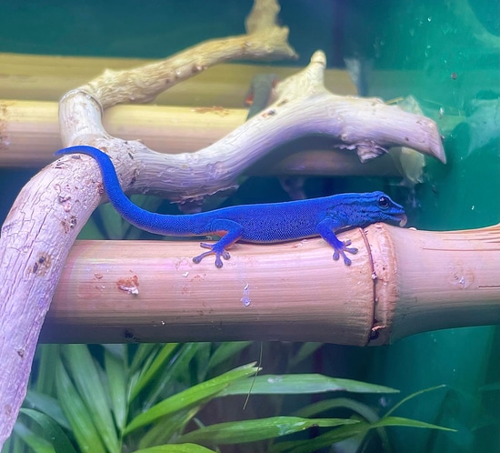 Electric Blue Day Gecko Breeding Pair by Mighty Morphing Reptiles