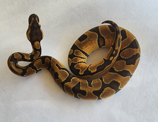 Enchi 100%het Albino Ball Python by Mighty Morph Exotics
