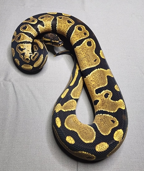 Normal Het Pied Ball Python by Mighty Morph Exotics