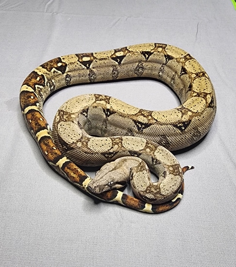 Normal Het Kahl Boa Constrictor by Mighty Morph Exotics