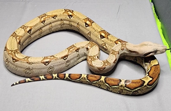 Normal Het Kahl Boa Constrictor by Mighty Morph Exotics