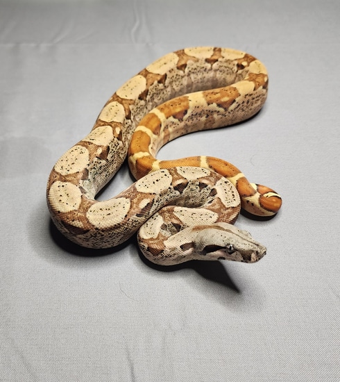 Hypo Het Kahl Boa Constrictor by Mighty Morph Exotics