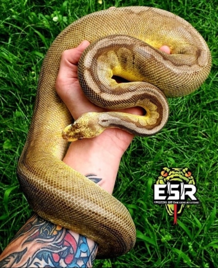 Cinnamon Spider Bongo Lesser Ball Python by Exotic Scales