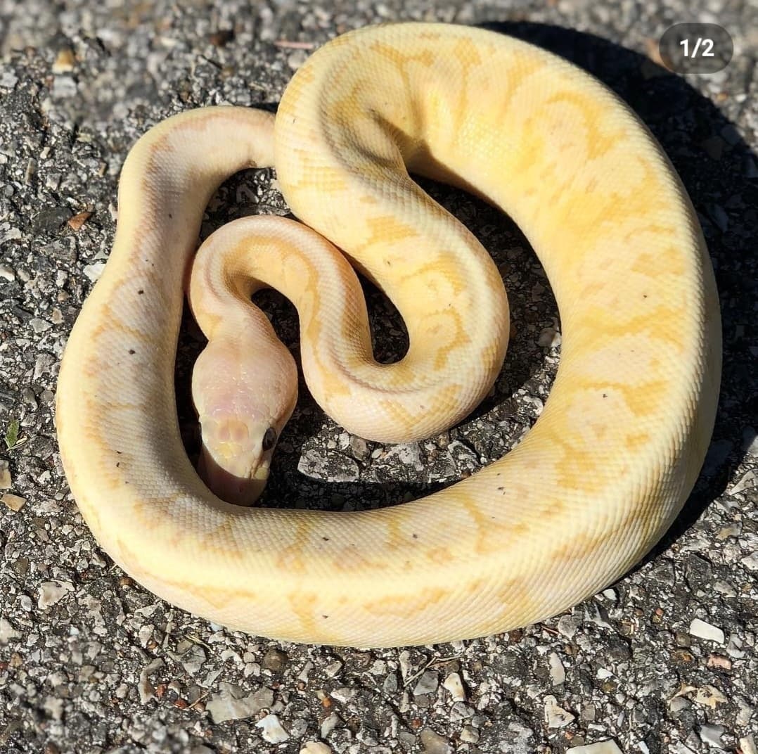 Firefly Banana Pinstripe Yellowbelly 100% Het. Ghost Ball Python by ...