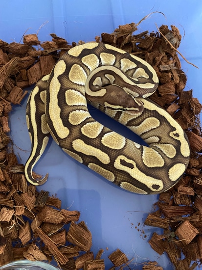 Lesser Ball Python by Mightypythons
