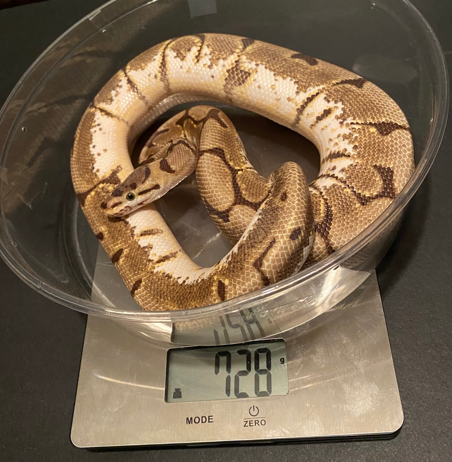 Spider Fire Enchi Ball Python by Mightypythons - MorphMarket