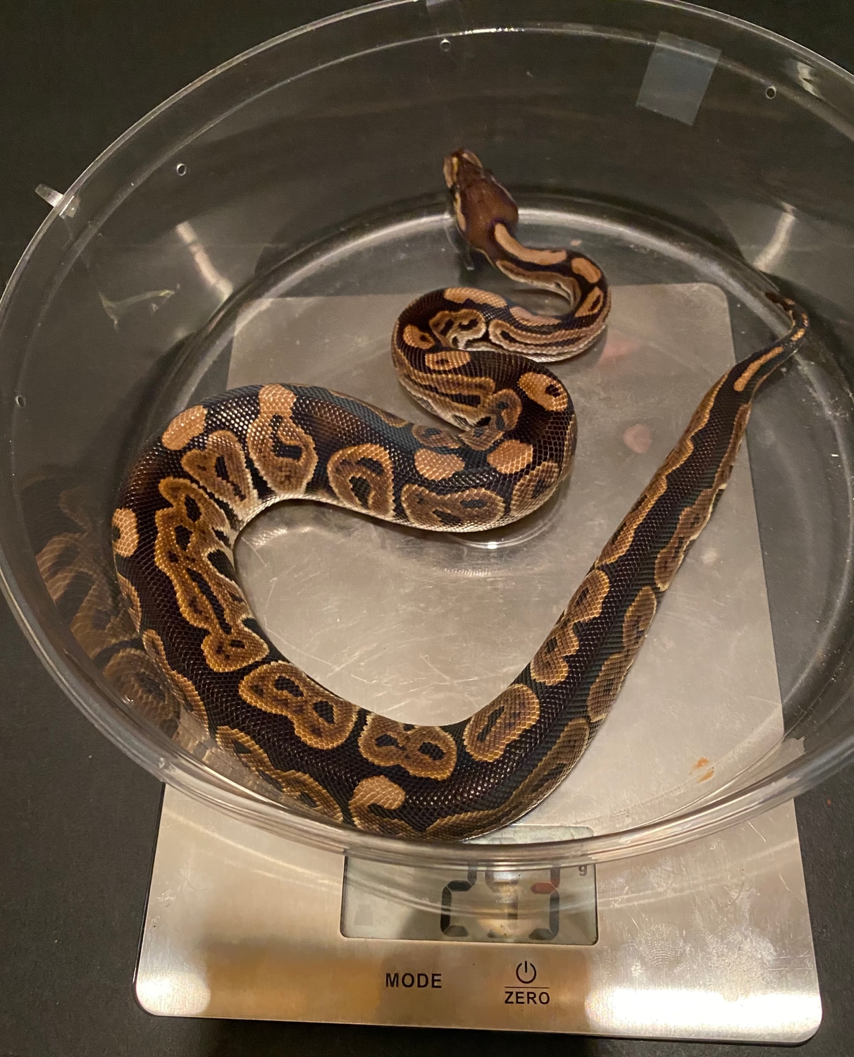HRA Ball Python by Mightypythons - MorphMarket
