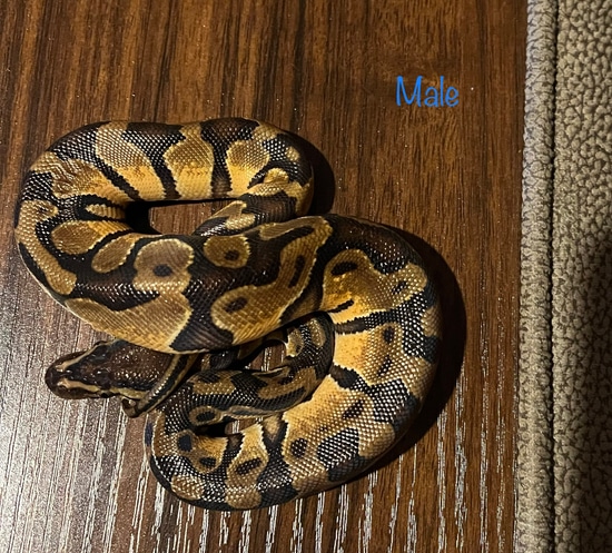 Enchi 100% Het Pied Ball Python by Mightypythons