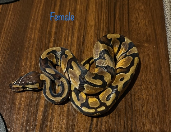 Enchi 100% Het Pied Ball Python by Mightypythons