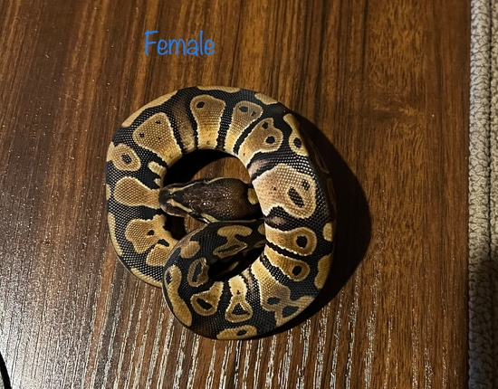 Normal Het Pied Ball Python by Mightypythons