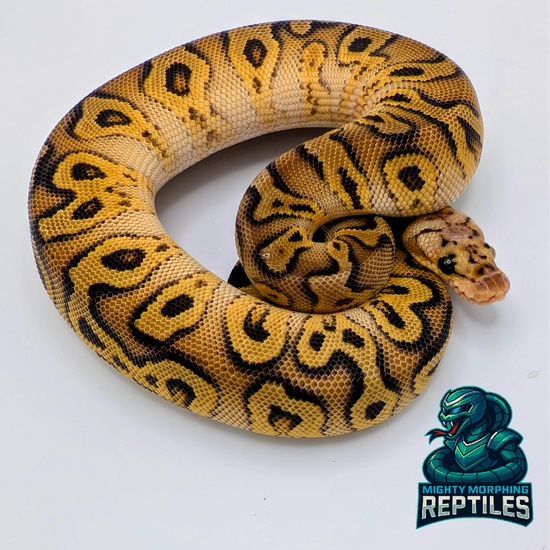 Amazing Pastel Cypress Clown Ball Python by Mightymorphingreptiles