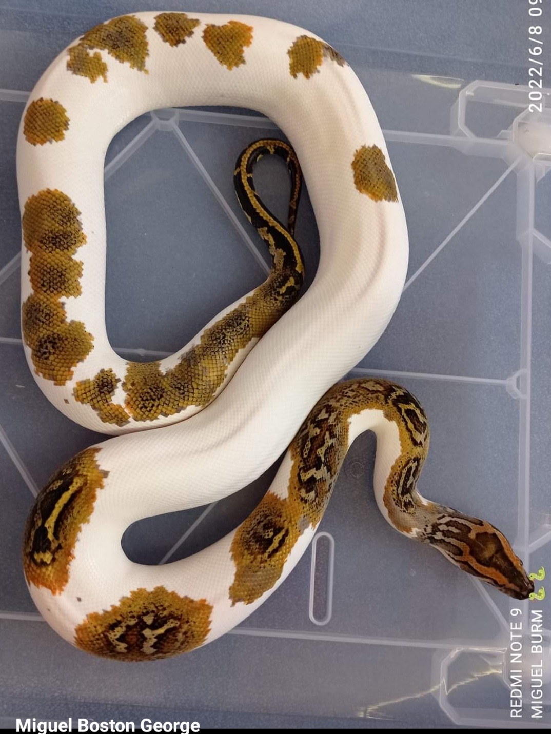 Burmese Piebald Possibile 66% Het Caramel Burmese Python by Miguel ...