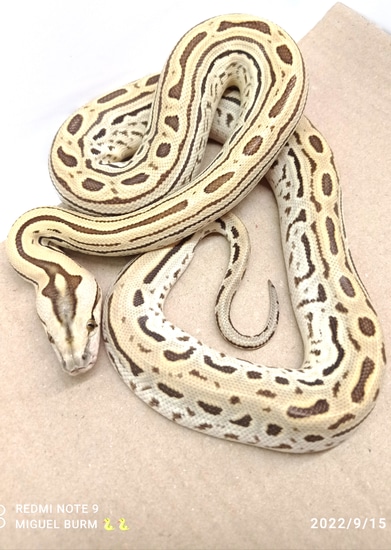 Hypo Labyrinth Poss. 66% Het Caramel Green Albina Burmese Python by ...