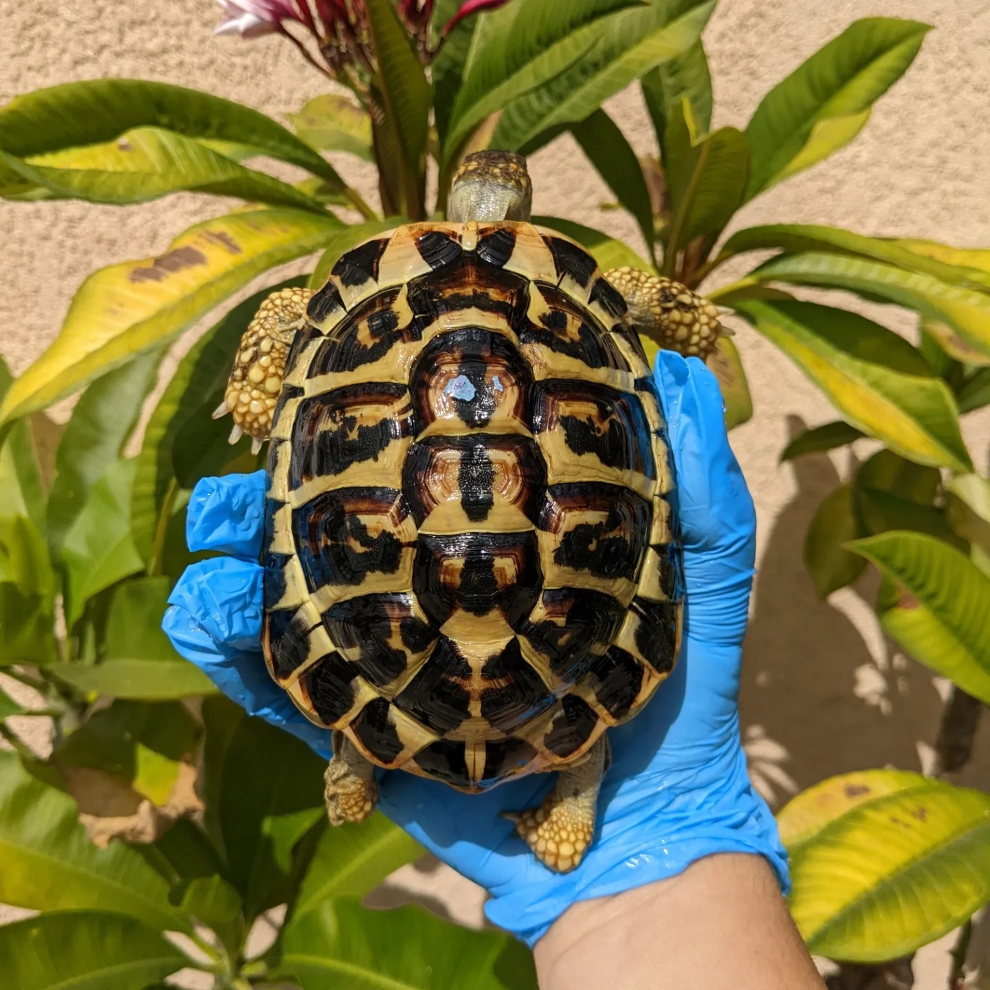 Western Hermann's Tortoise by Miguel's Torts - MorphMarket