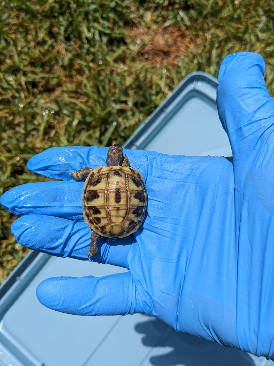 Eastern Hermann's Tortoise by Miguel's Torts - MorphMarket