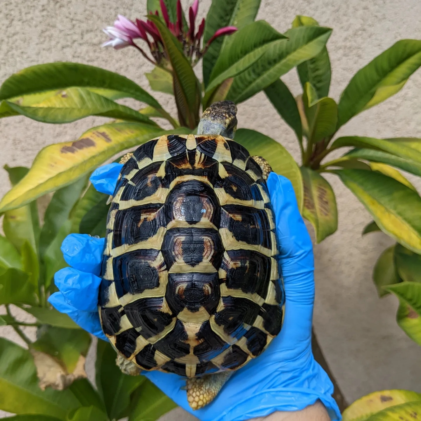 Western Hermann Hermann's Tortoise by Miguel's Torts - MorphMarket