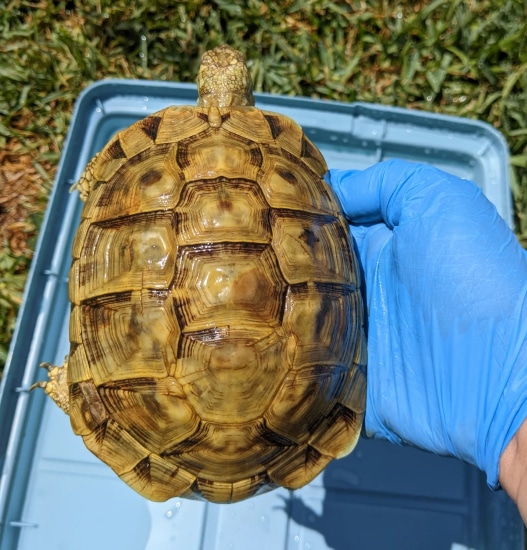 Eastern Hermann Mount Macedonia Hermann's Tortoise by Miguel's Torts
