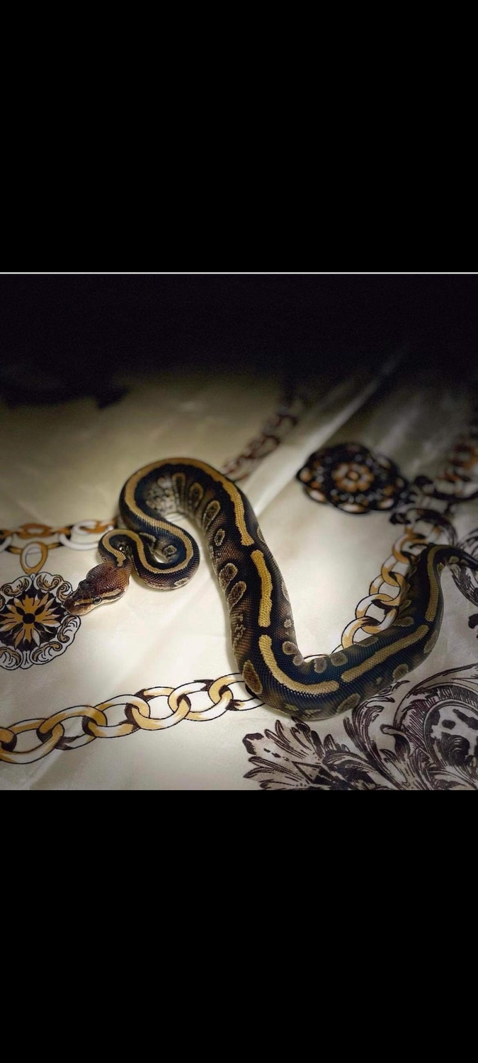 Royal Design Pythons's Collection - MorphMarket