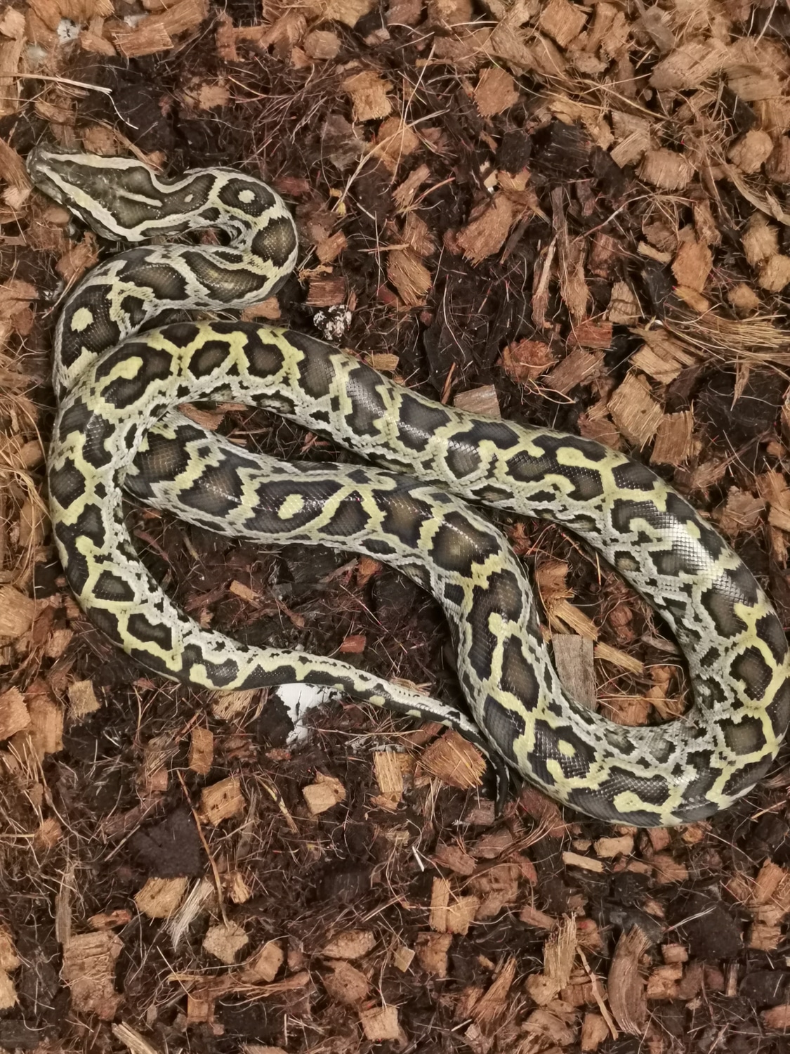 Python Bivittatus Progschai Burmese Python by Mijoreptiler - MorphMarket