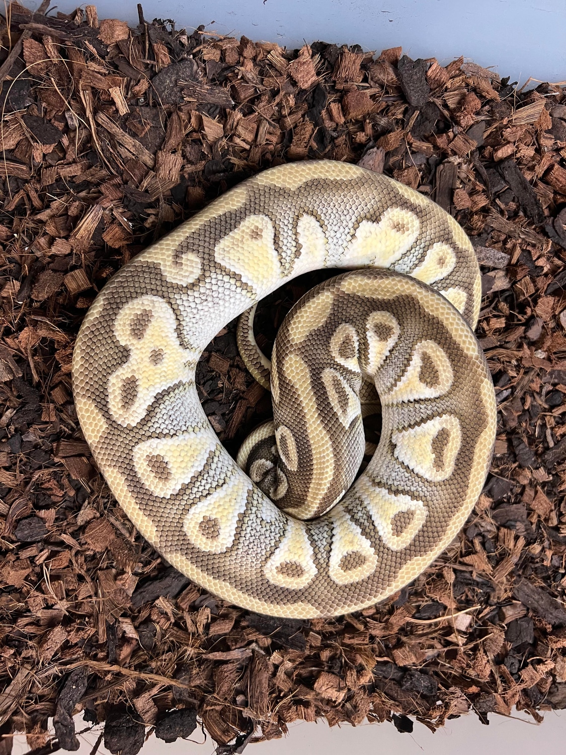 Pastave Het Monarch Ball Python by Bpreptiles - MorphMarket