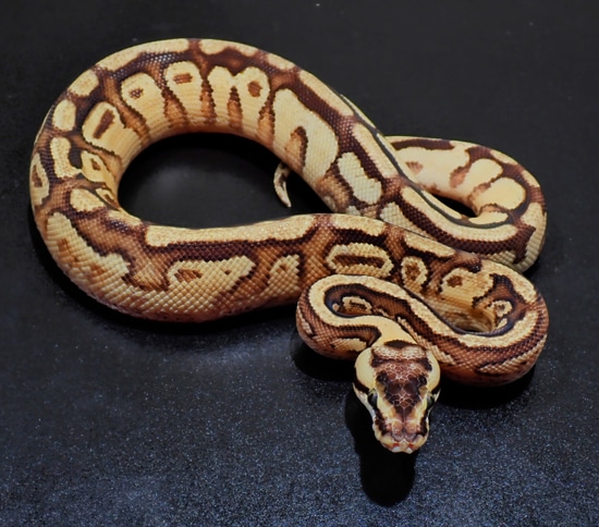 Pastel Parkway Ball Python by Sousleau aquarium & terrarium