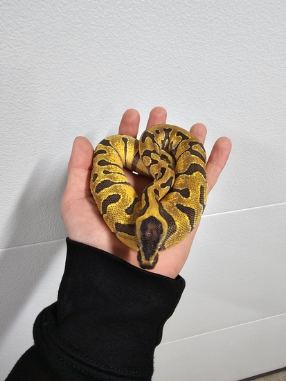 Super Enchi Gravel Ball Python by Long Island cresties