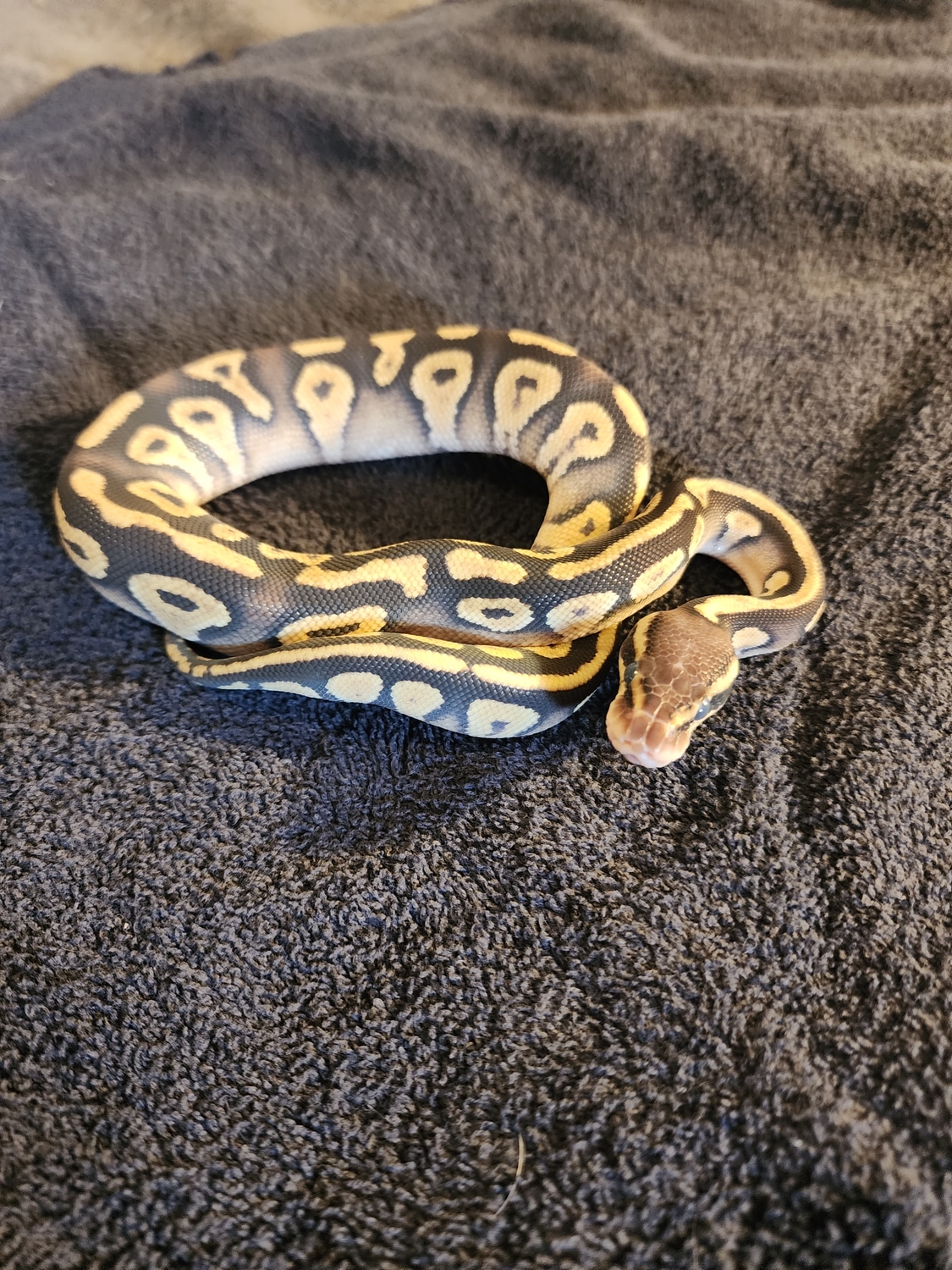 Pastel Mojave Yellow Belly Ball Python by M&M ball pythons - MorphMarket