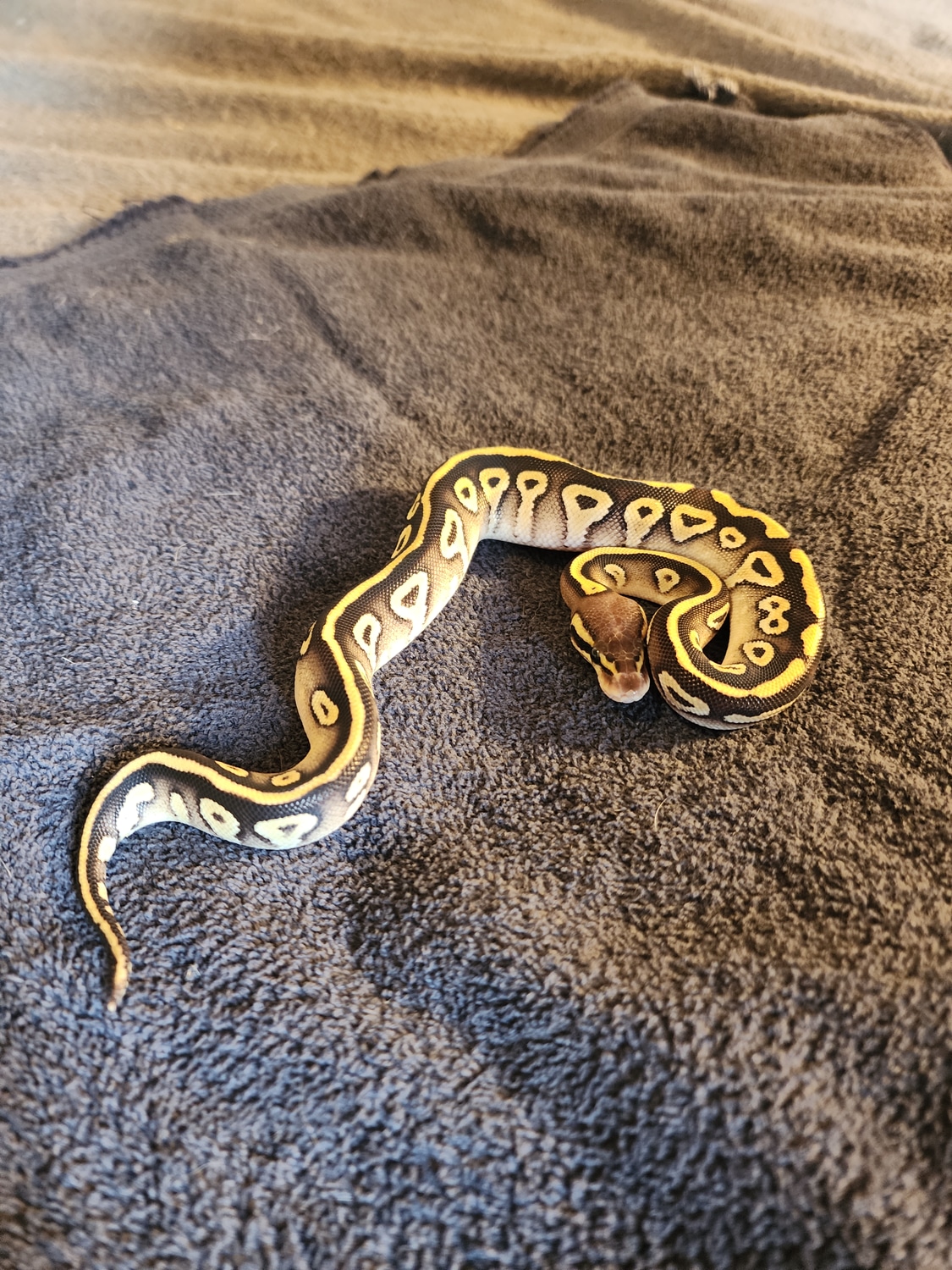 Pastel Mojave Yellow Belly Ball Python by M&M ball pythons - MorphMarket