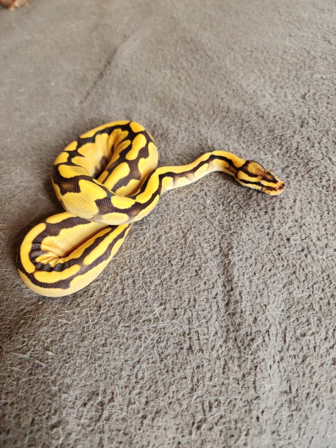 Orange Dream Fire Yb Ench Ball Python by M&M ball pythons - MorphMarket
