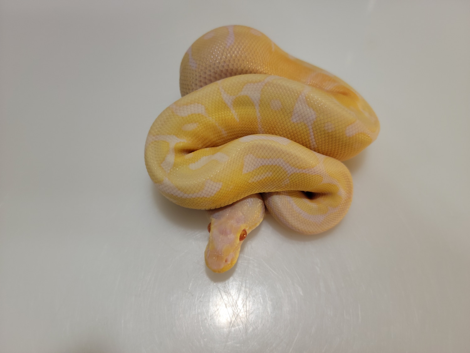 Pastel Albino Ball Python by Mike3000's Ballz - MorphMarket